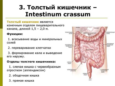 Фаршированная кишка толстая кишка фото