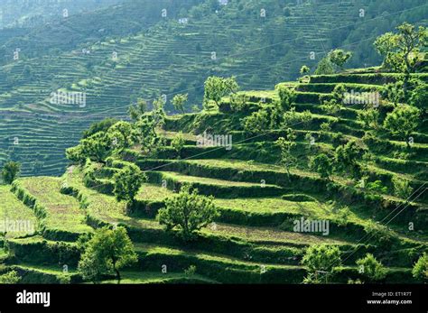 Small Pix Of Terrace Farming The Wonders Of Terrace Farming