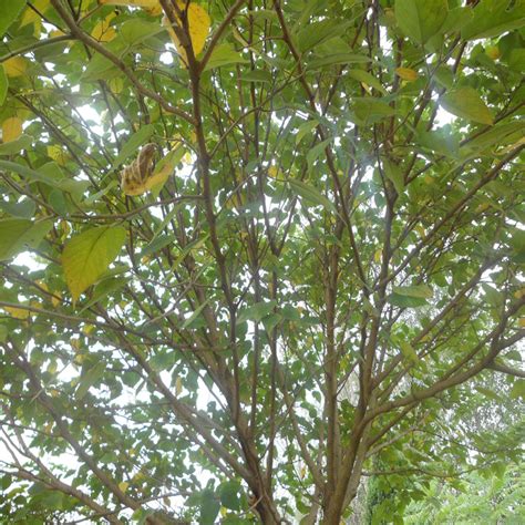 构树介绍构树别名构树产地特征生长习性用途价值 365园林网