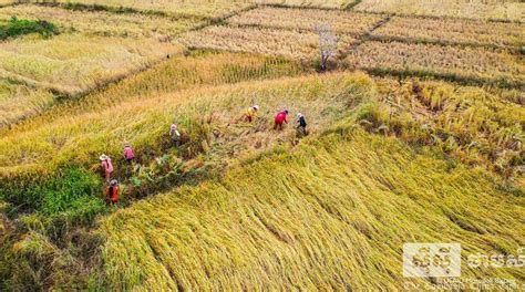 ខេត្តពោធិ៍សាត់ឱ្យកសិករផ្អាកដាំស្រូវនៅរដូវប្រាំងលើកទី២ដើម្បីបញ្ជៀសការខ្វះទឹកប្រើប្រាស់ សុីសុីថាមស៍