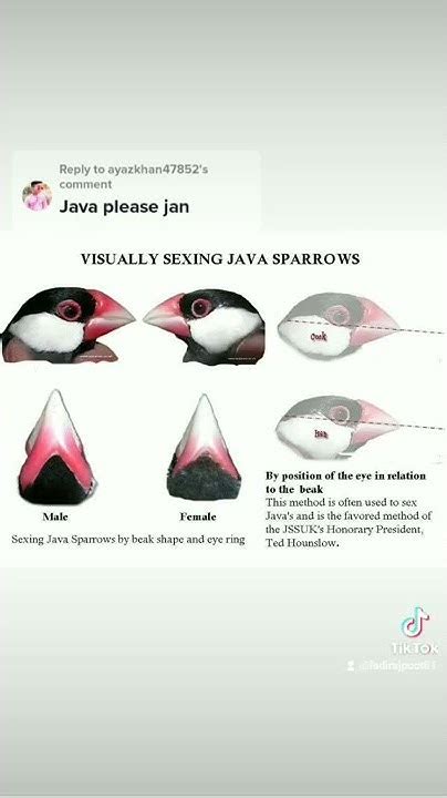 Java Sex Difference Java Male Female Difference Male Female Difference Bird Youtube