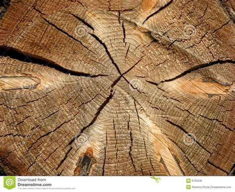 Tree Log Cross Section Background