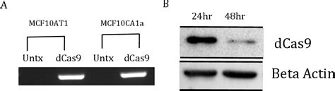 Figure From Understanding The Role Of Runx In A Breast Cancer Progression Cell Model