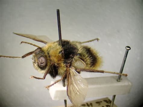 Hypoderma Bovis Male St Osyth Essex 3 Photographed At O… Flickr