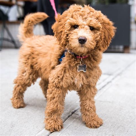 Visualvocabulary33 Puppies Cute Dogs Goldendoodle