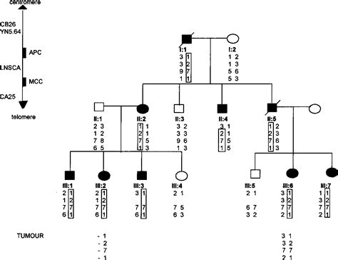 Figure 3 From Hereditary Desmoid Disease Due To A Frameshift Mutation