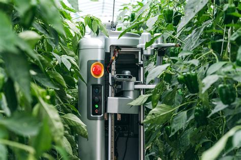 Pepper Picking Robot Moves Through Crops On Overhead Wires