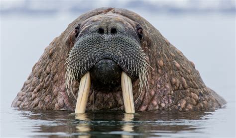 Walrus Facts Distribution And Population Biodb