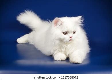 830 Imágenes De Scottish Straight Longhair Cat Imágenes Fotos Y