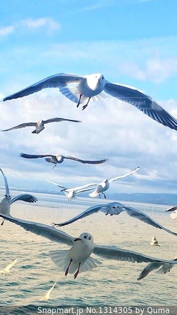 水の体の上を飛んでカモメの群れの写真・画像素材 Snapmart（スナップマート）