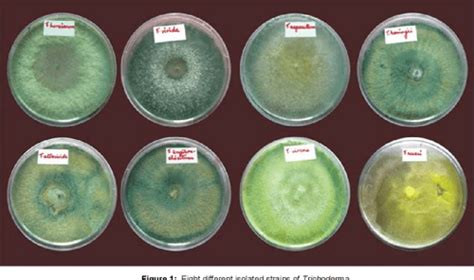 Trichoderma Cellulase Enzyme Production In Solid State Fermentation