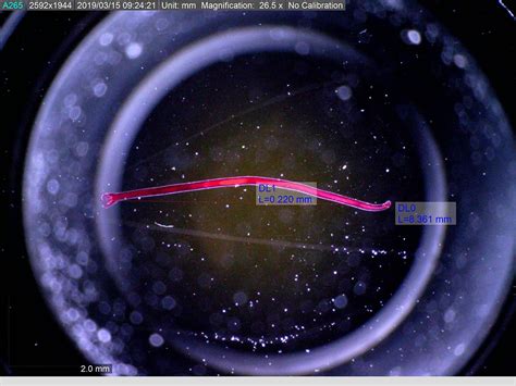 Magnification Examples — Dino Lite Digital Microscope Americas