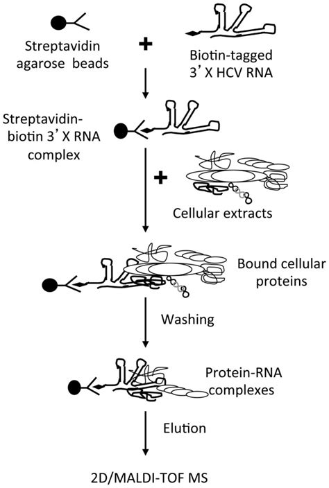 Cell Extracts Were Prepared From 293t Huh75 And Clone B Cells And Download Scientific