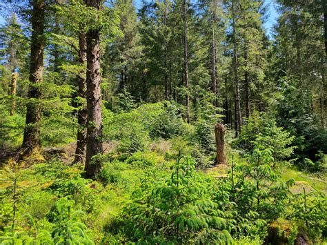 The Wider Benefits Of Continuous Cover Forestry Forestry Commission