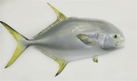 Permit Or Pompano Fish Replica 80cm Pm Fish Replica Mounts