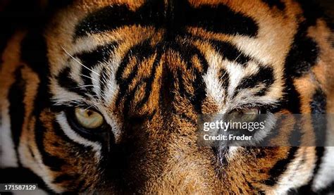 Tiger Eyes Close Up Photos And Premium High Res Pictures Getty Images
