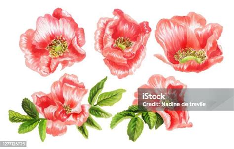 꽃과 로즈 힙의 잎의 수채화 식물 세트 흰색 배경에 고립 된 아름다운 장미의 컬렉션 빈티지 식물 손 그린 일러스트 웨딩 디자인 칼라 플로럴 패턴 가을에 대한 스톡 벡터 아트