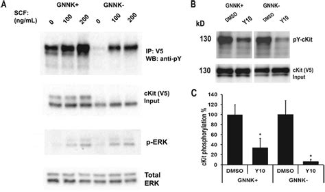 Y10 Inhibits Autophosphorylation Of Both Ckit Isoforms A Ckit Download Scientific Diagram