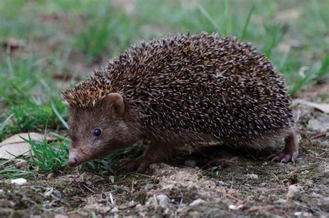 Discover The Mysterious New Species Of Dark Hedgehog Found In Eastern
