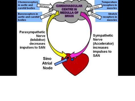 Control Of Heart Rate Teaching Resources