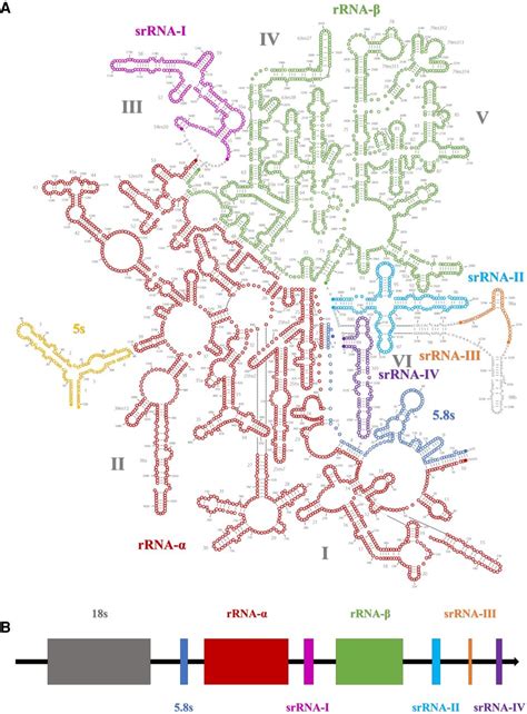 Nonstandard RNA RNA Interactions Likely Enhance Folding And Stability Of Segmented Ribosomes
