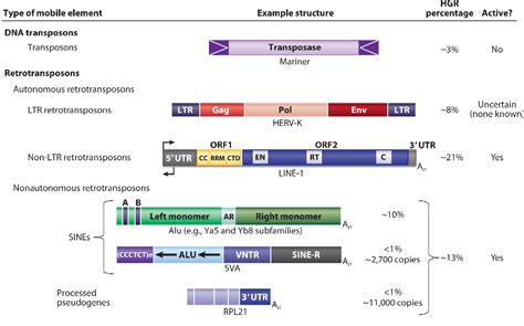 Figure 1 From Line 1 Elements In Structural Variation And Disease