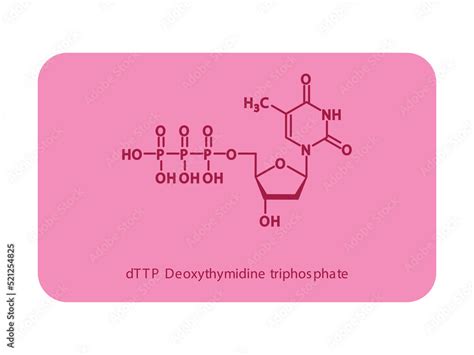 Dttp Deoxythymidine Triphosphate Nucleoside Molecular Structure Diagram On White Background Dna