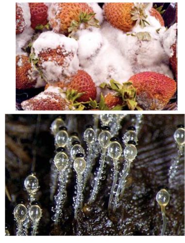Biol 111 Ex 8 Fungi Flashcards Quizlet