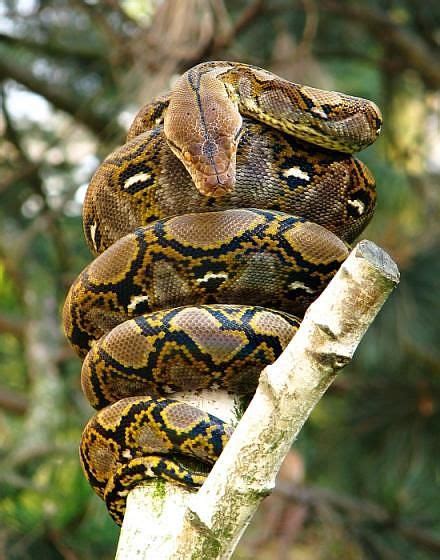 Majestic Python Perched On A Tree Patiently Awaiting Its Prey