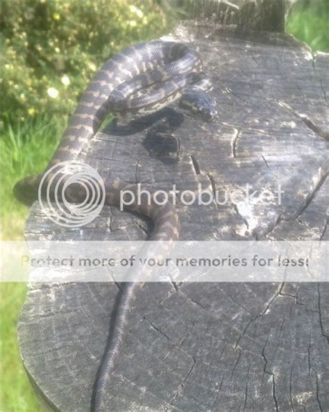 Carpet Python Babies But What Are Theypic Heavy Reptile Forums