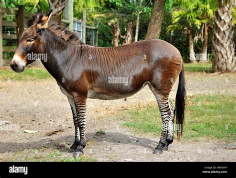 Zorse For Sale A Guide To Finding And Owning These Zebra Horse Hybrids