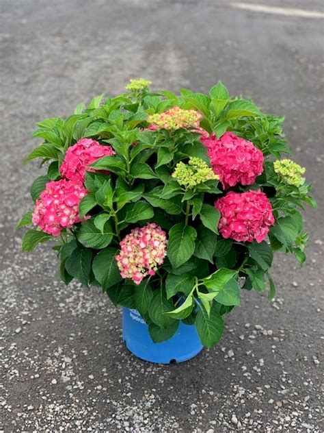 Hydrangea M ‘summer Crush Summer Crush Bigleaf Hydrangea Feeneys