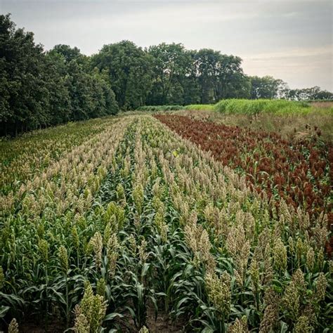 Rwwp Wildlife Grain Sorghum Blend Wessel Outdoors