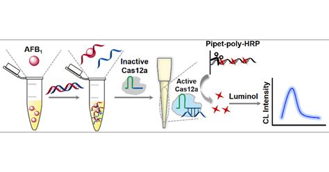 Crisprcas12a Assisted Chemiluminescence Sensor For Aflatoxin B1