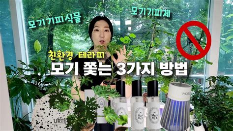 모기 이것 있으면 안심 뿌리파리 모기 진드기로부터 탈출하는 3가지 방법 모기퇴치식물 모기퇴치 모기퇴치제 모기기피제 모기약 해외여행필수품 모스바이 Youtube