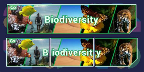 Biodiversity Display Banner Teacher Made Twinkl