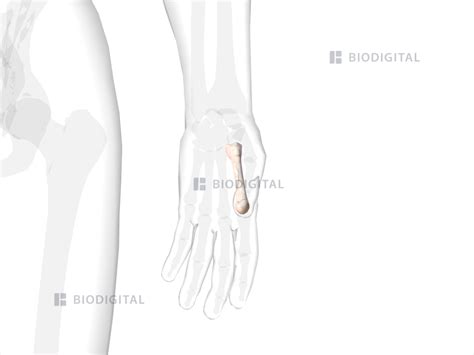 Left Second Metacarpal Biodigital Anatomy