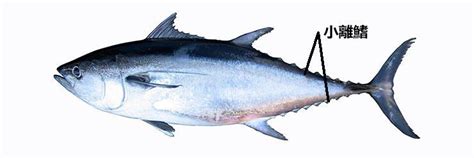 個性が光る！ 魚のヒレに注目してみよう サストモ By Lineヤフー 知る、つながる、はじまる。