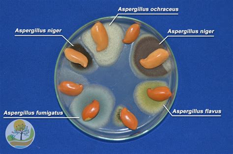 Projeto Caatinga Sanidade De Sementes