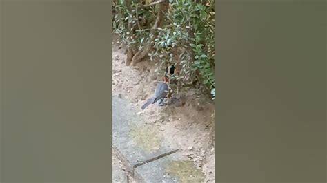 와우 새 이쁘다 😍 👍 💕 Youtube