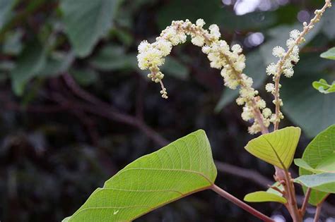 街で見る薬草シリーズ③ アカメガシワは、赤い芽を探せ！《万葉集の和歌、離れて暮らす愛しき妻に…》 漢方と、薬草と、日々発見！