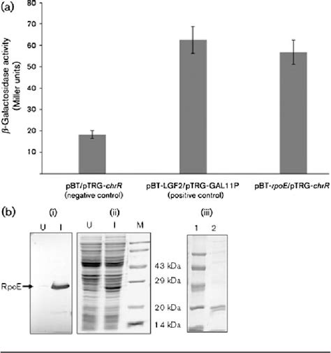 Figure 4 From An Extracytoplasmic Function Sigma Factor Cotranscribed With Its Cognate Anti
