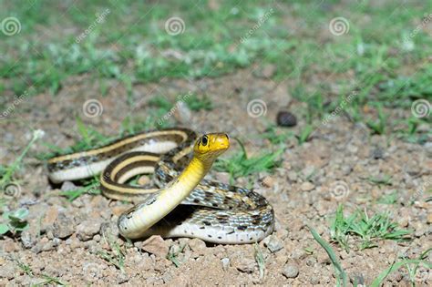 Buff Striped Keelback And X28amphiesma Stolatumand X29 Satara