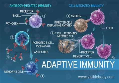 Cell Mediated Immunity Diagram