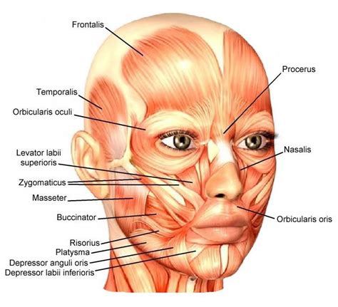 Facial Muscles Attachment Nerve Supply And Action Anatomy Info