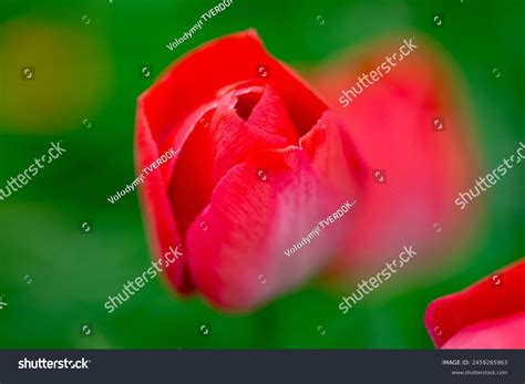 Vagina Flower Concept Sexy Flower Pussy Stock Photo 2459265963 Shutterstock