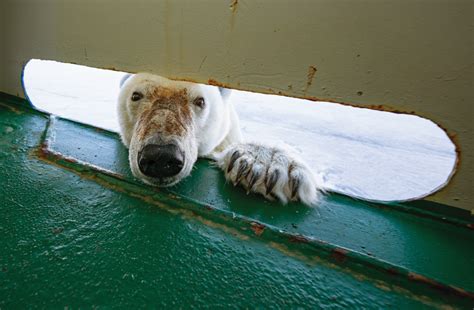 Adventure Photographer Andy Mann On Diving With Sharks And Capturing Stunning Aquatic Images Maxim