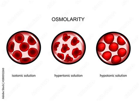 Plasma Osmolarity Stock Vector Adobe Stock