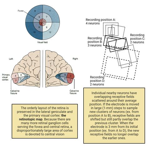 65 The Thalamus And Primary Visual Cortex Social Sci Libretexts