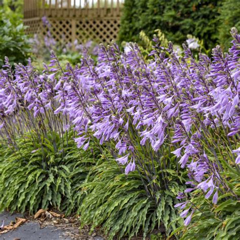 Hosta Silly String Pp32127 Perennial Resource